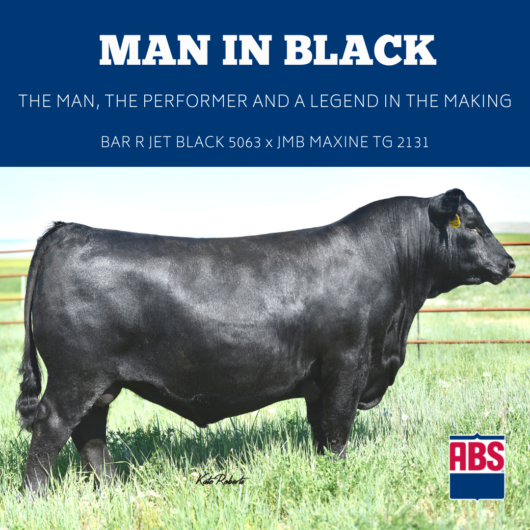 Top Angus Bulls - Top 5 Best-Selling Bulls - ABS Global Store US