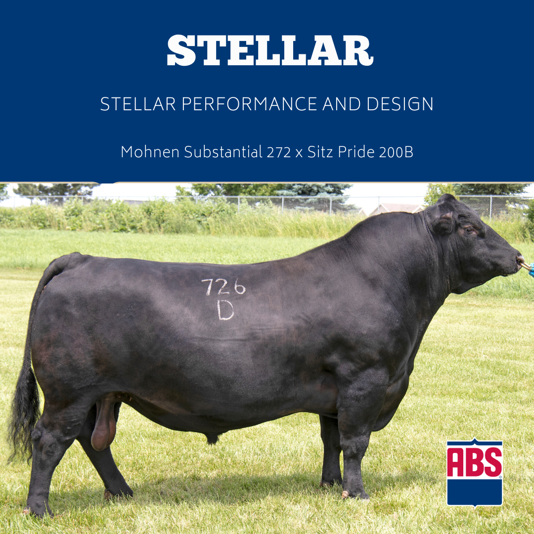 Top Angus Bulls - Top 5 Best Selling Bulls - ABS Global Store US