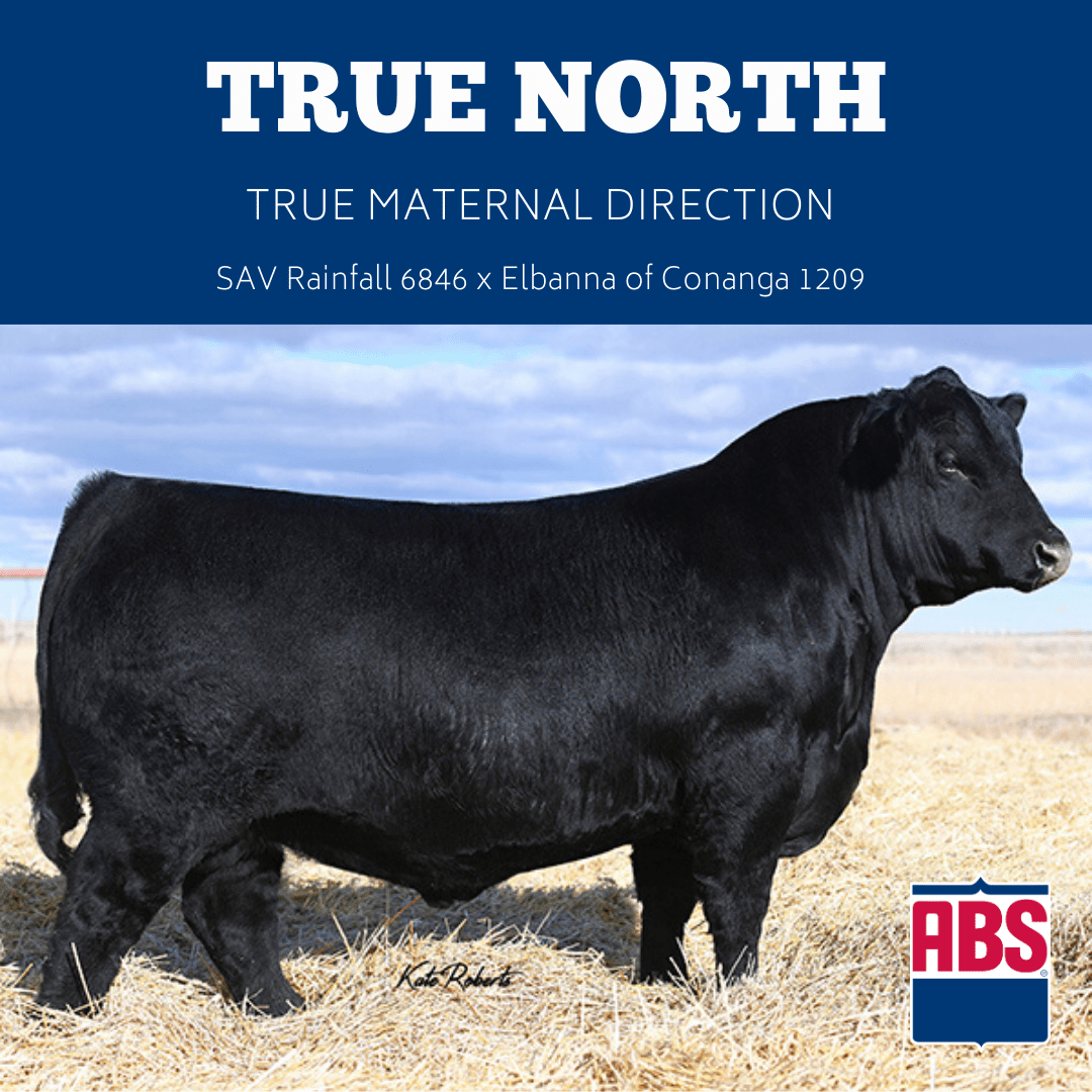 Top Angus Bulls - Top 5 Best Selling Bulls - ABS Global Store US