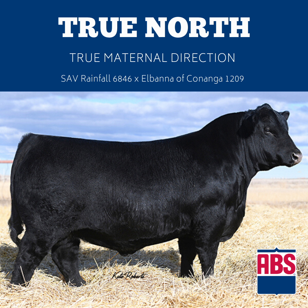 Top Angus Bulls - Top 5 Best Selling Bulls - ABS Global Store US