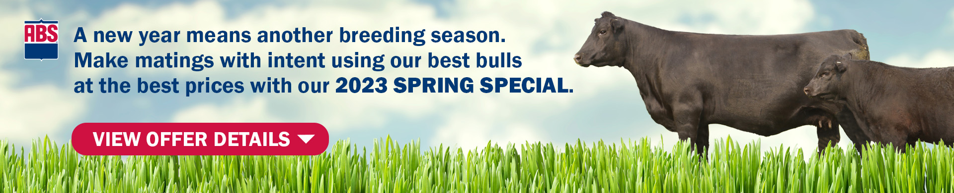 Buy Bull Semen, Beef Certificates - Bull Search Catalogue | ABS Global